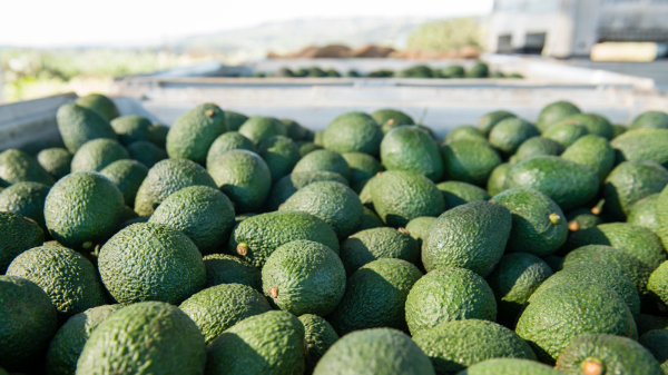 U.S. avocado market to pass 3 billion pounds in 2025 - Blue Book